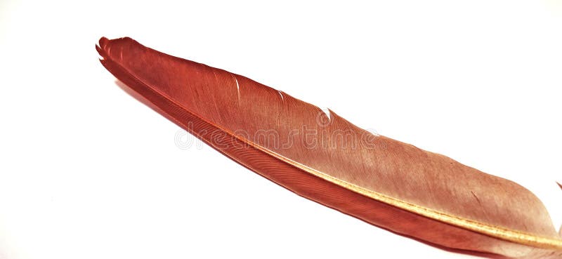 Close-up Shots of Brown Feathers Show the Arrangement of Interconnected ...