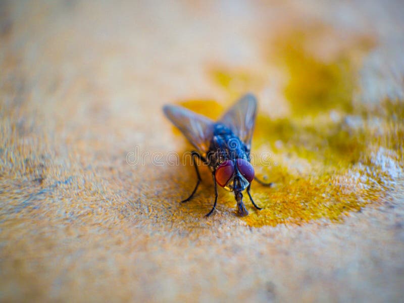 Close-up shots of flies stock photo. Image of closeup - 148336830 Close-up shots of flies stock photo. Image of closeup - 148336830