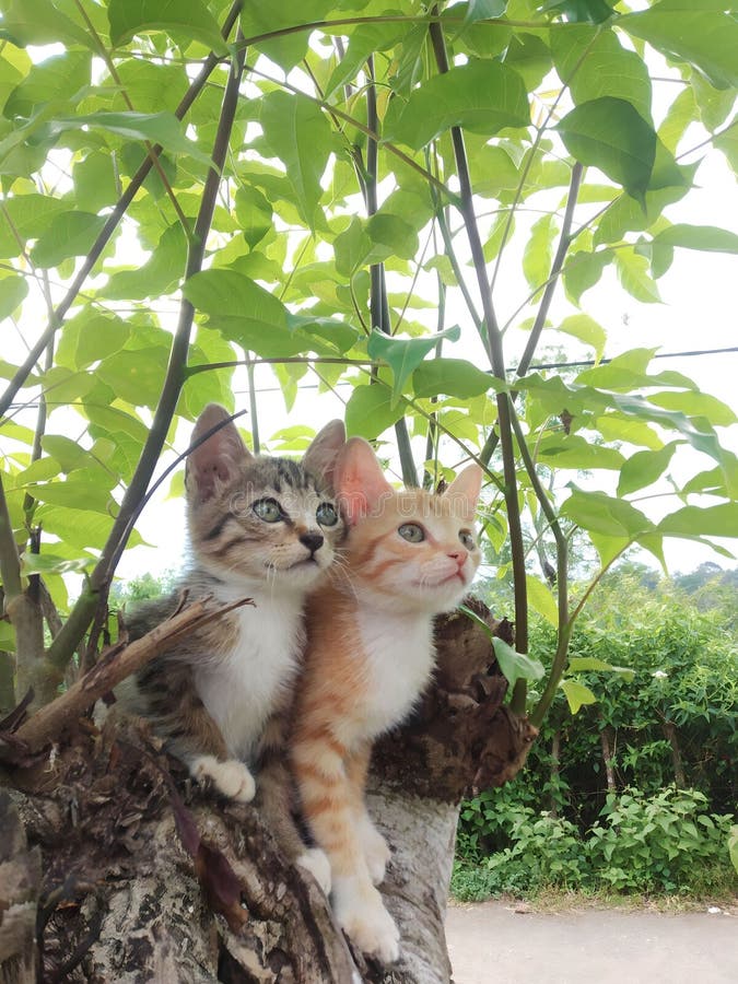 Close-up Shots of Two Cats that are so Beautiful Stock Image - Image of ...