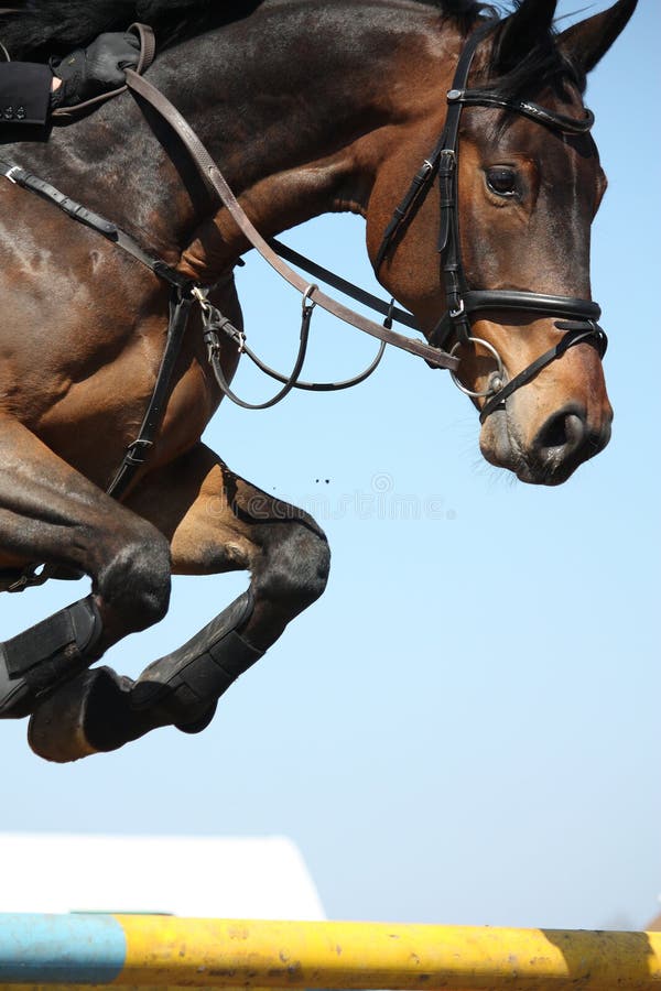 Horse Jumping 024 stock image. Image of race, jump, action - 4895089