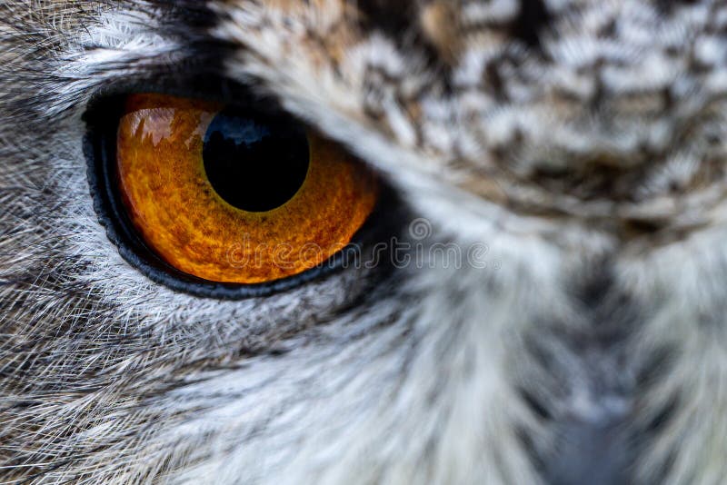 A Close Up Showing the Intense Stare of an Eurasian Eagle Owl Stock ...