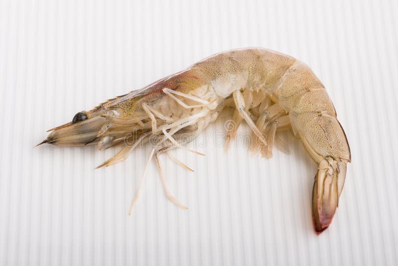 Close up shrimp stock image. Image of prepared, catch - 56872659