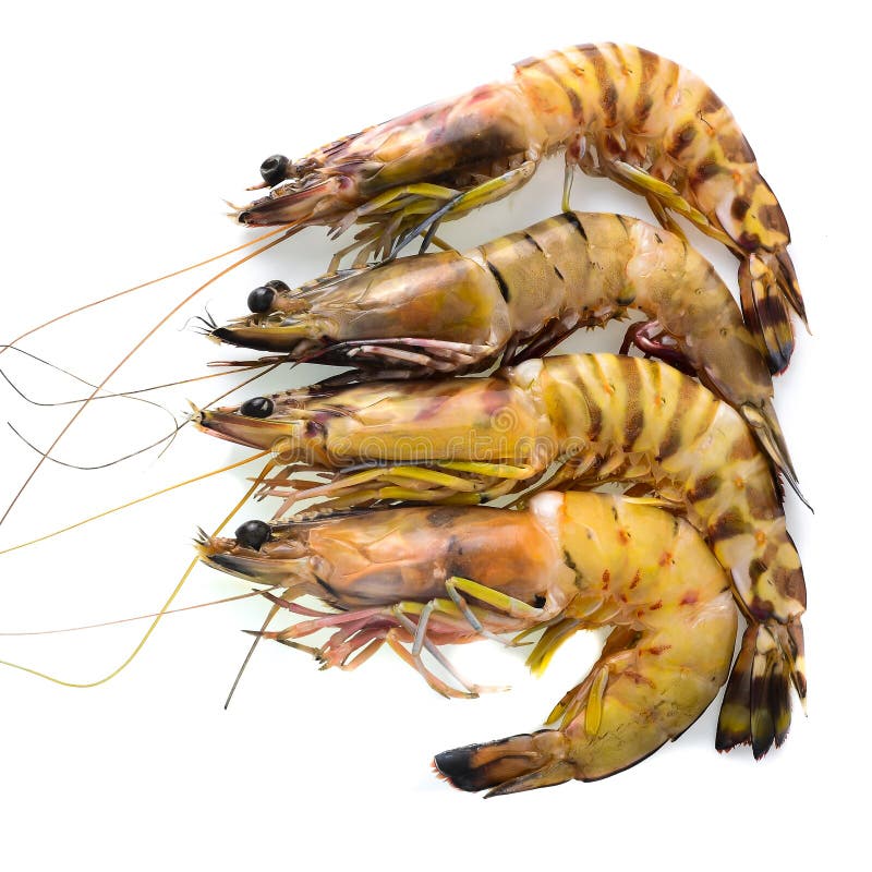 Close Up Shrimp Isolated on White. Stock Photo - Image of cocktail ...