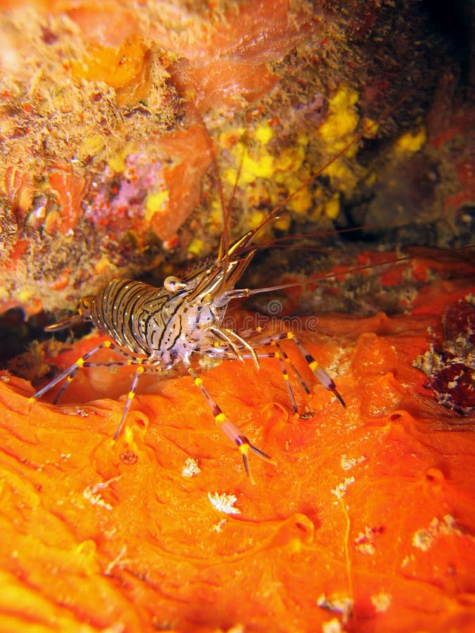 Close-up shrimp view stock photo. Image of underwater - 19051204