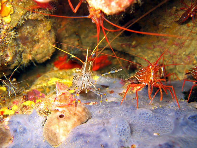 Close-up shrimps stock photo. Image of sealife, life - 19051206