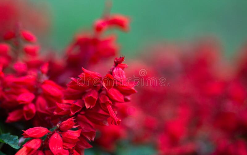 Close Up Shrubs of Red Salvia with the Bloom Flowers Stock Photo ...