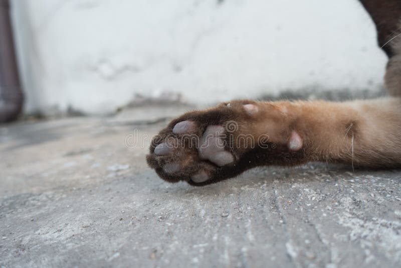 Close Up of Siamese Cats Paw Stock Photo - Image of siamese, portrait ...