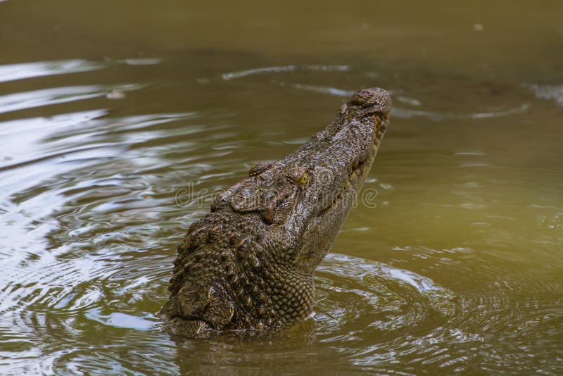 Close Up Siamese Crocodile in Thailand Stock Image - Image of lake ...