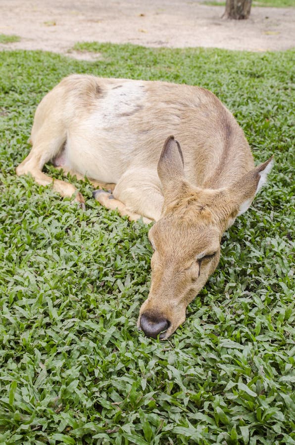 Close-up Siamese Eld S Deer (Cervus Eldi) Stock Image - Image of ...