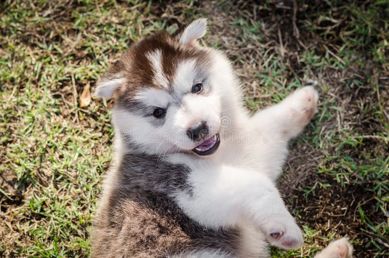 Close Up Siberian Husky Smiling Stock Photo - Image of puppy, funny ...