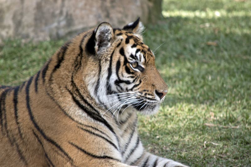 Side View Of A Siberian Tiger Stock Image - Image of green, large: 83138487