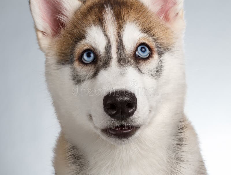 Siberisch Husky Dog Op Zwarte Achtergrond Stock Afbeelding - Image of ...