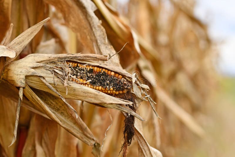 150 Rotten Maize Stock Photos - Free & Royalty-Free Stock Photos from ...