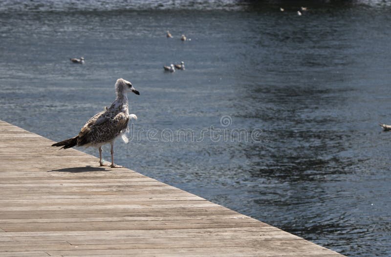 Close-up of a Sick Seagull on the Floor by the Sea. it S Falling Out ...