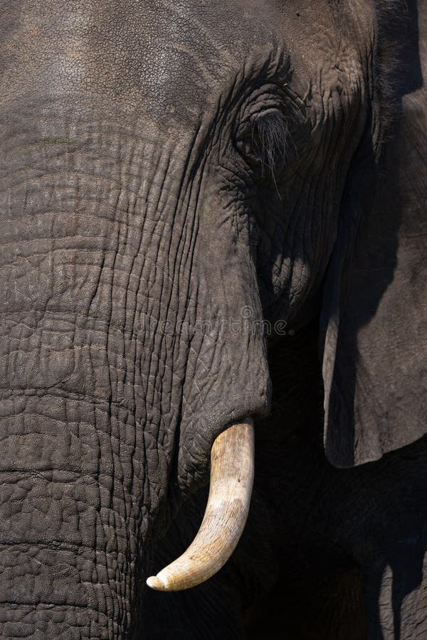 Close-up of Side of African Elephant Head Stock Photo - Image of africa ...
