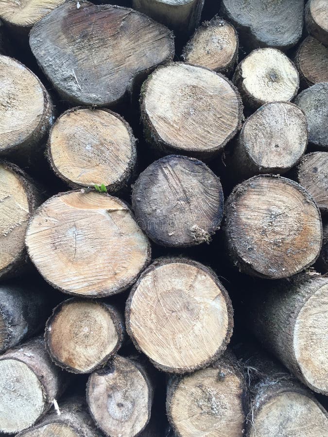 Close Up of the Side from Many Small Tree Trunks that Have Been Piled ...