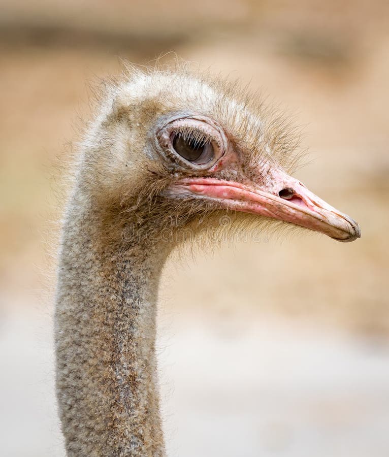 Close-up Side Photo of an Ostrich with Long Neck Stock Image - Image of ...