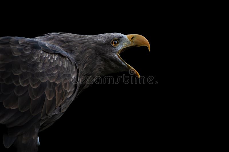 Close Up Side Portrait of a Crying Eagle Stock Image - Image of stare ...