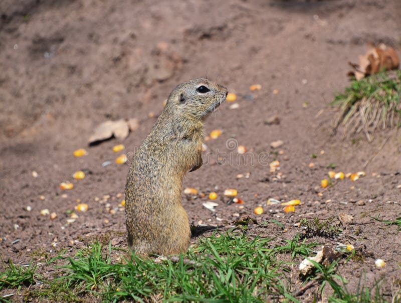 Close Up Side Portrait of Gopher on Ground Stock Image - Image of away ...