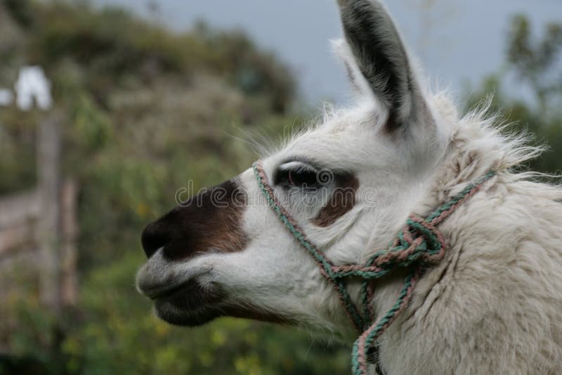 Close Up and Side Profile of Brown and White Domesticated Llama ...
