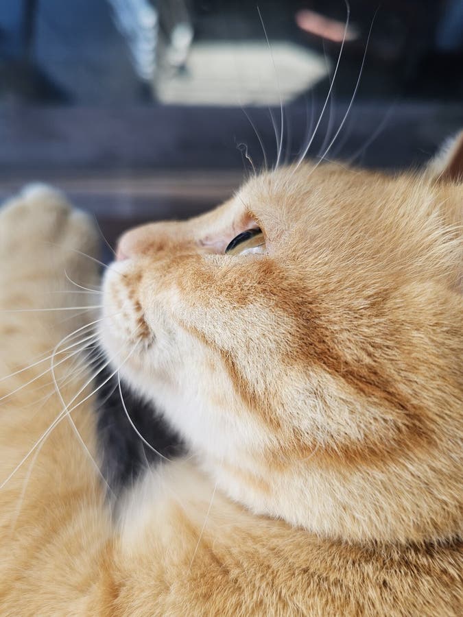 Close-up Side Profile of a Ginger Tabby Cat Resting by a Window, Stock ...