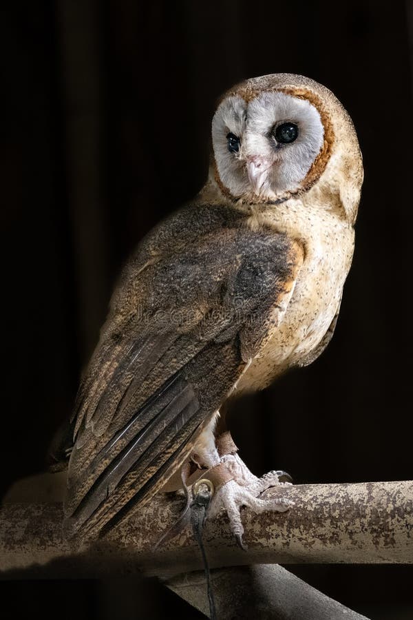 Profile of an Ashey Faced Owl Perched on a Branch Stock Image - Image ...