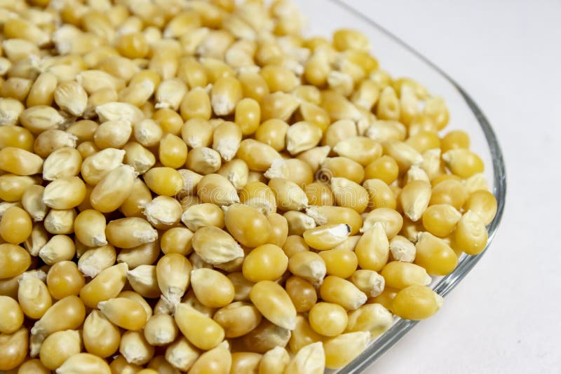 Close-up Side Shoot of Corn Seeds in the Transparent Reflective Cup ...