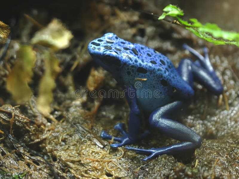 African Bullfrog stock image. Image of frog, african, animal - 4271949