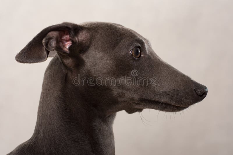 Close-up Side Portrait of Small Italian Greyhound Stock Photo - Image ...