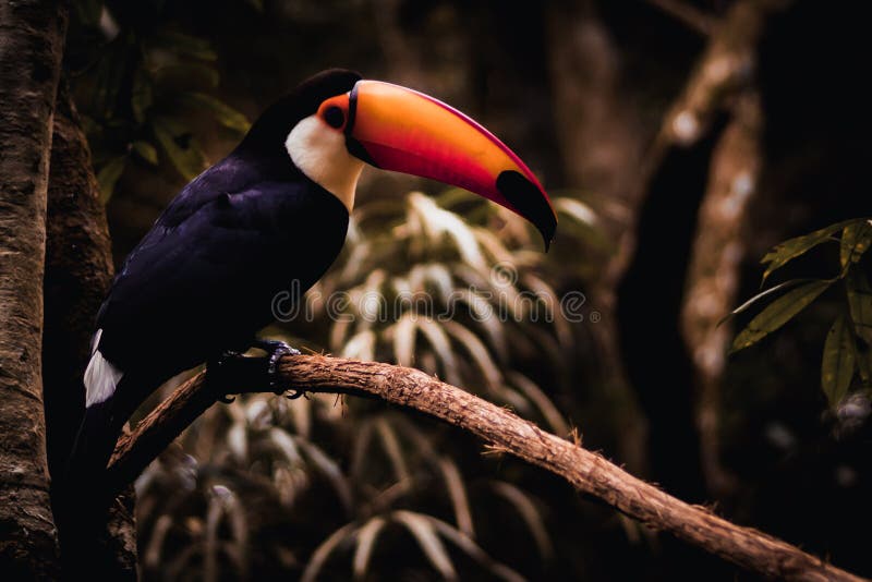 Side toucan on tree branch stock image. Image of animal - 171749593