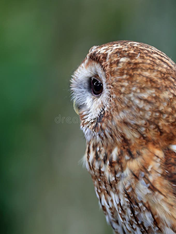 Side view of owl stock photo. Image of european, perched - 9897930