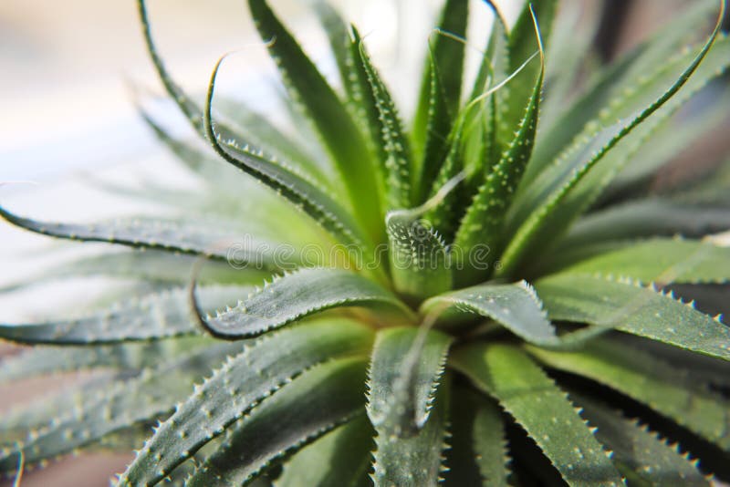 Close-up Side View of Beautiful Succulent Plant Stock Photo - Image of ...