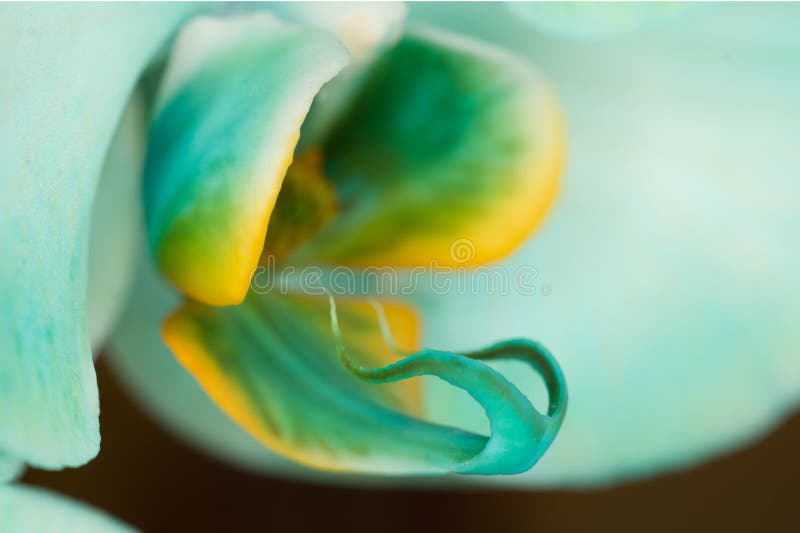 Close Up Side View of Blue Orchid Flower. Stock Photo - Image of bloom ...
