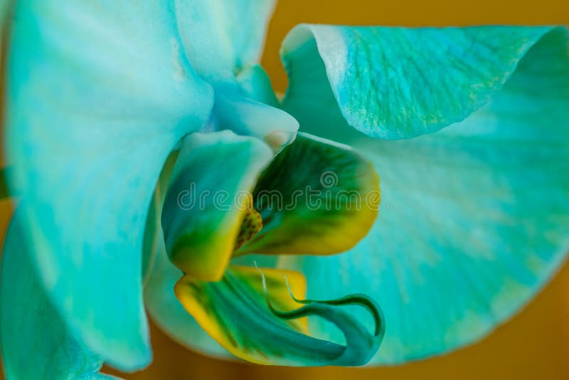 Close Up Side View of Blue Orchid Flower. Macro View, Studio Shoot ...