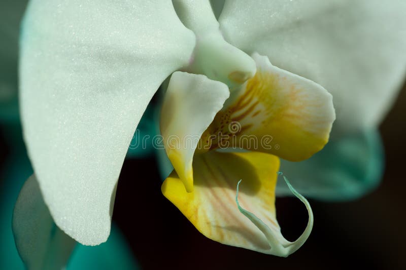 Close Up Side View of Blue Orchid Flower. Macro View, Studio Shoot ...