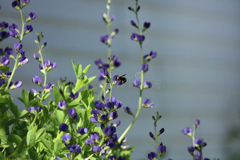 Close Up, Side View, of a Carpenter Bee Gathering Pollen from a False ...