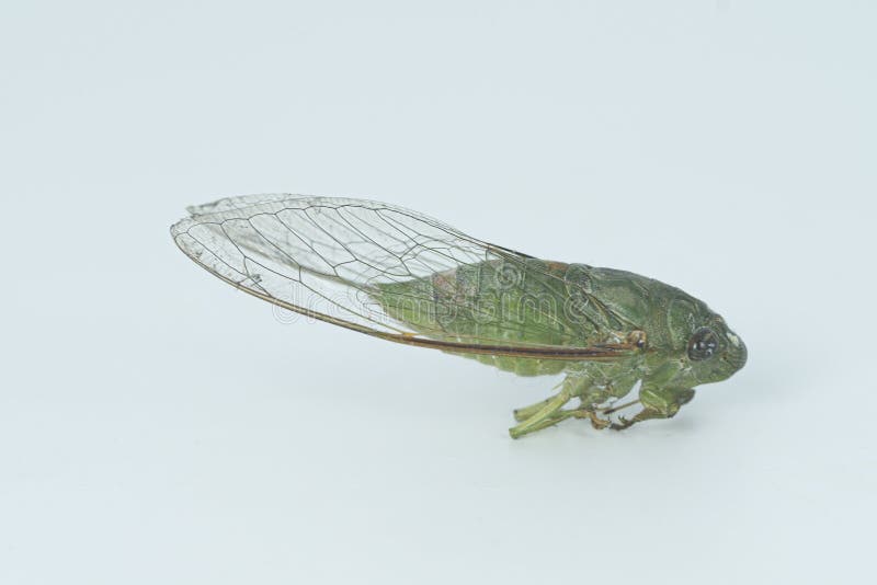 Close-up of the Cicada. Isolated Stock Image - Image of bugs, audible ...