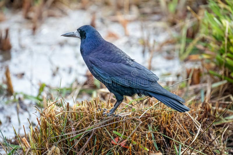 Close Up Side View of Crow Perched on Straw Stock Image - Image of ...