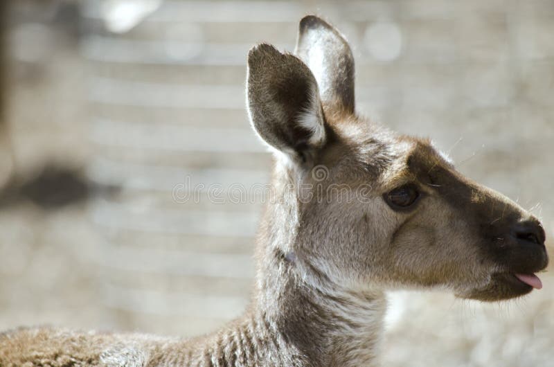 880 Side View Kangaroo Stock Photos - Free & Royalty-Free Stock Photos ...