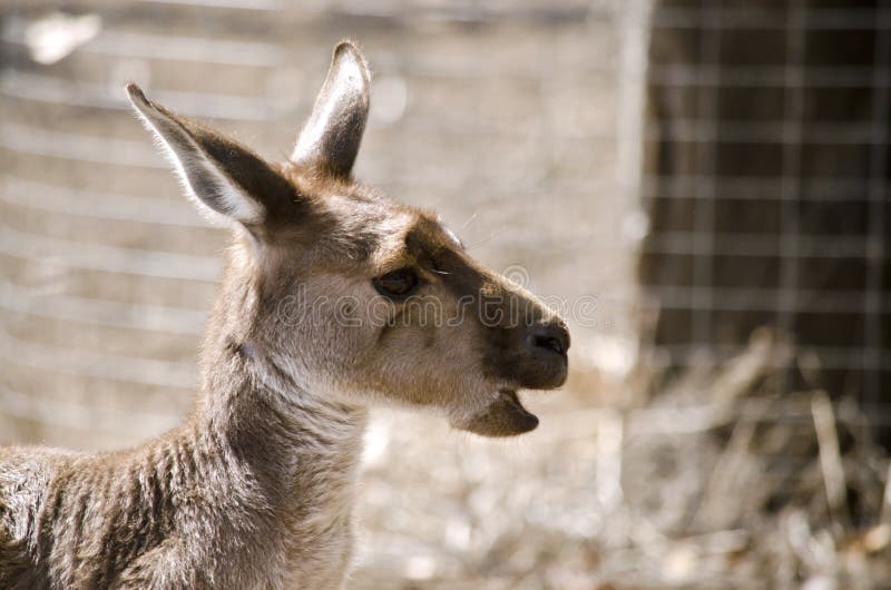 880 Side View Kangaroo Stock Photos - Free & Royalty-Free Stock Photos ...