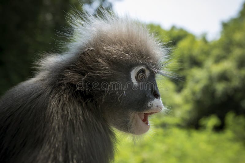 Side view of Monkey stock photo. Image of action, dustbin - 151863454