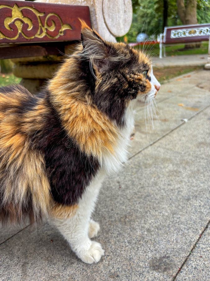 A Close-up Side View of a Fluffy Three-colored Calico Cat, Standing on ...