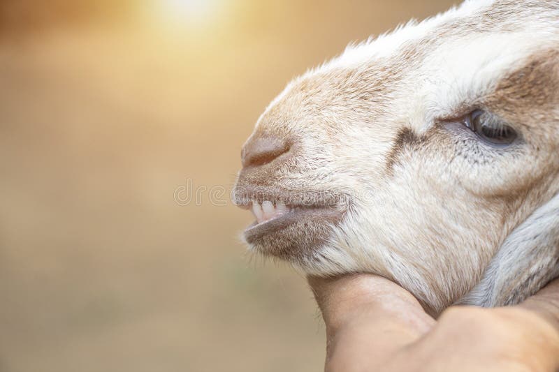 Close Up Side View of Goat S Head with Teeth, Check the Health of the ...