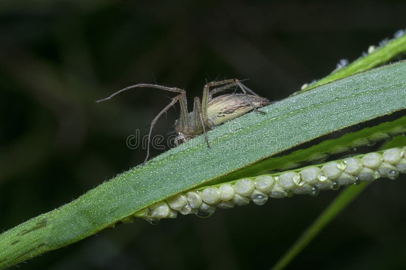 Close Up of the Side View Grass Lynx Spider Stock Image - Image of ...