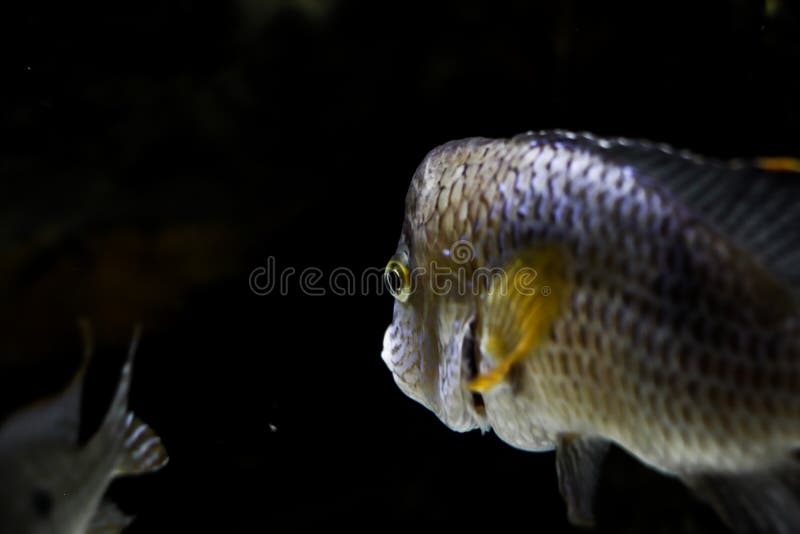 Close Up Side View Gray Fish Swims Straight. Black Background with Blur ...