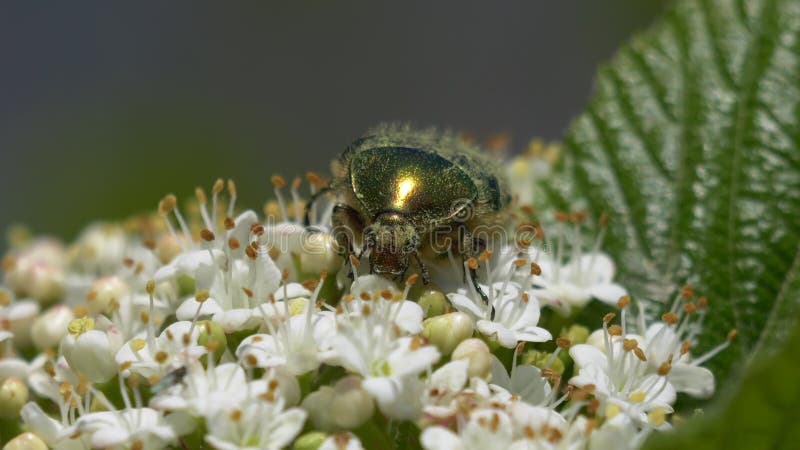 Close-up Side View of a Green June Beetle with Its Proboscis Inside a ...