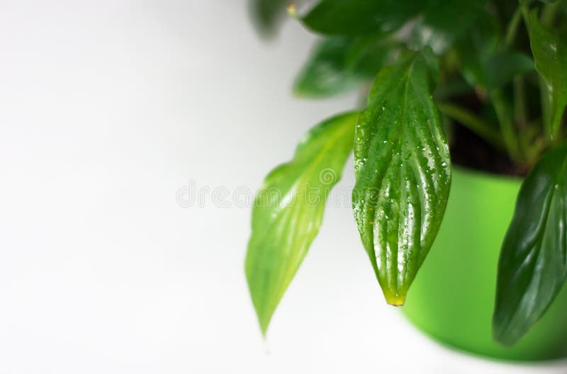 Close-up Side View on Green Leaf with Water Drops after Rain. Light ...
