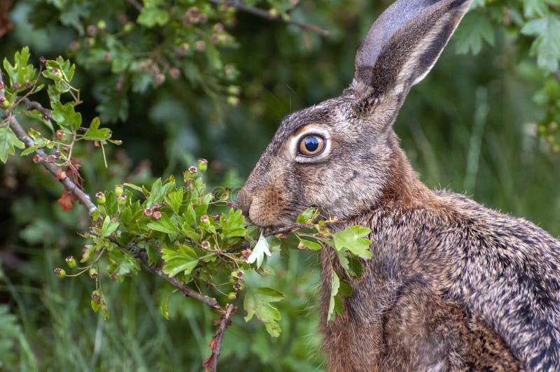 Hare Eating Grass in the Morning Sun Stock Photo - Image of morning ...