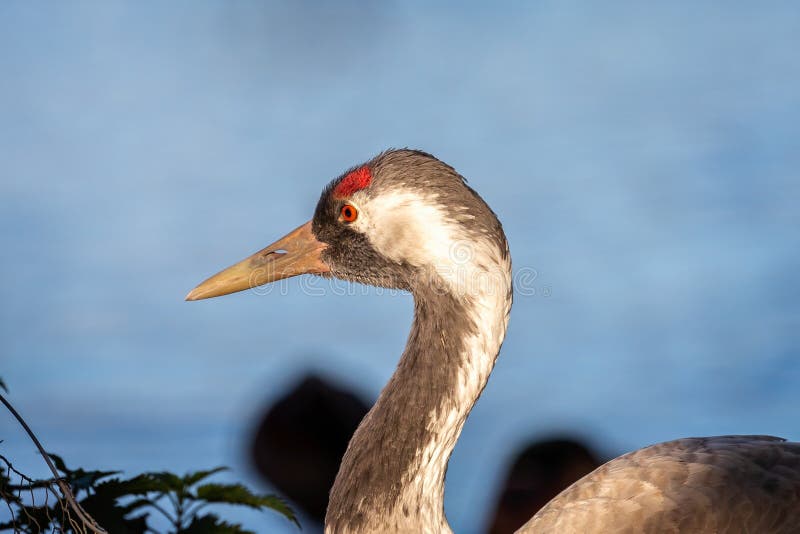 Close Up of Side View of the Head of a Common Crane Stock Photo - Image ...