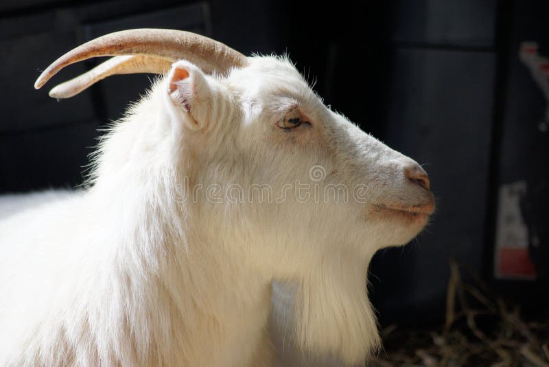 1,206 Goat White Background Side Stock Photos - Free & Royalty-Free ...
